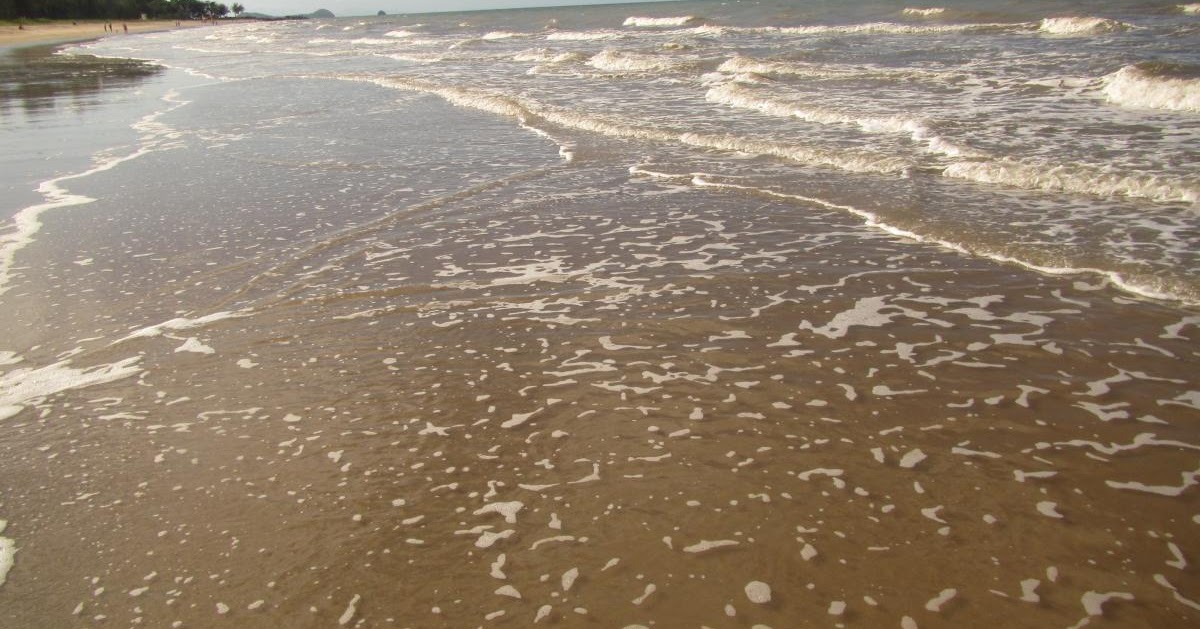 Queensland Coast: Fauna in the Swash Zone of a Tropical Beach