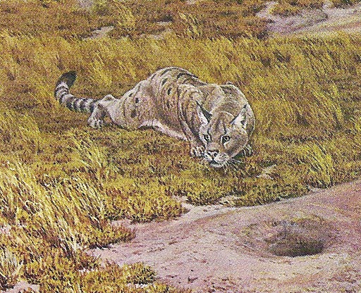 The Cuddlywumps Cat Chronicles: Meet the Cat of All Cats: He’s 25 ...