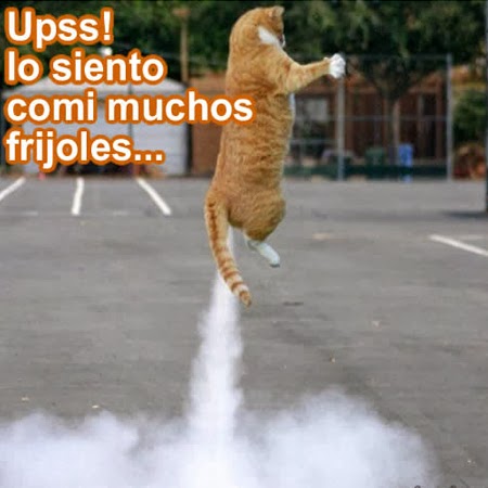 funnycats: gatos chistosos # 1