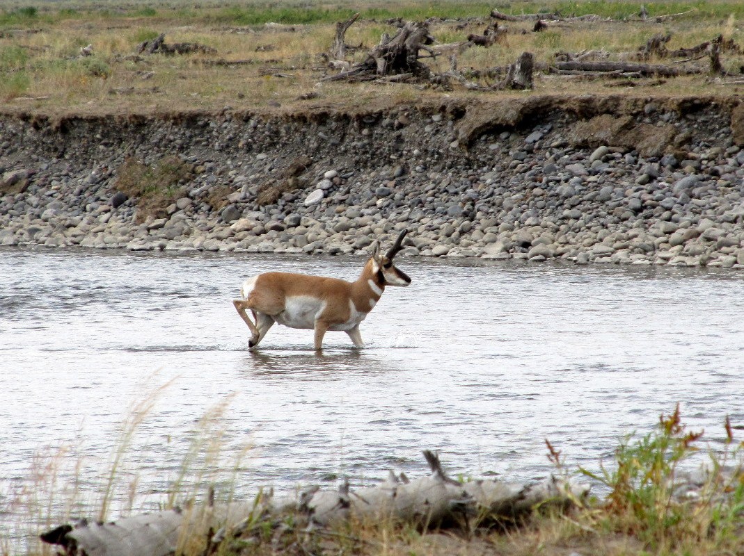 Janie and Steve, Utah Trails: Yellowstone Wildlife