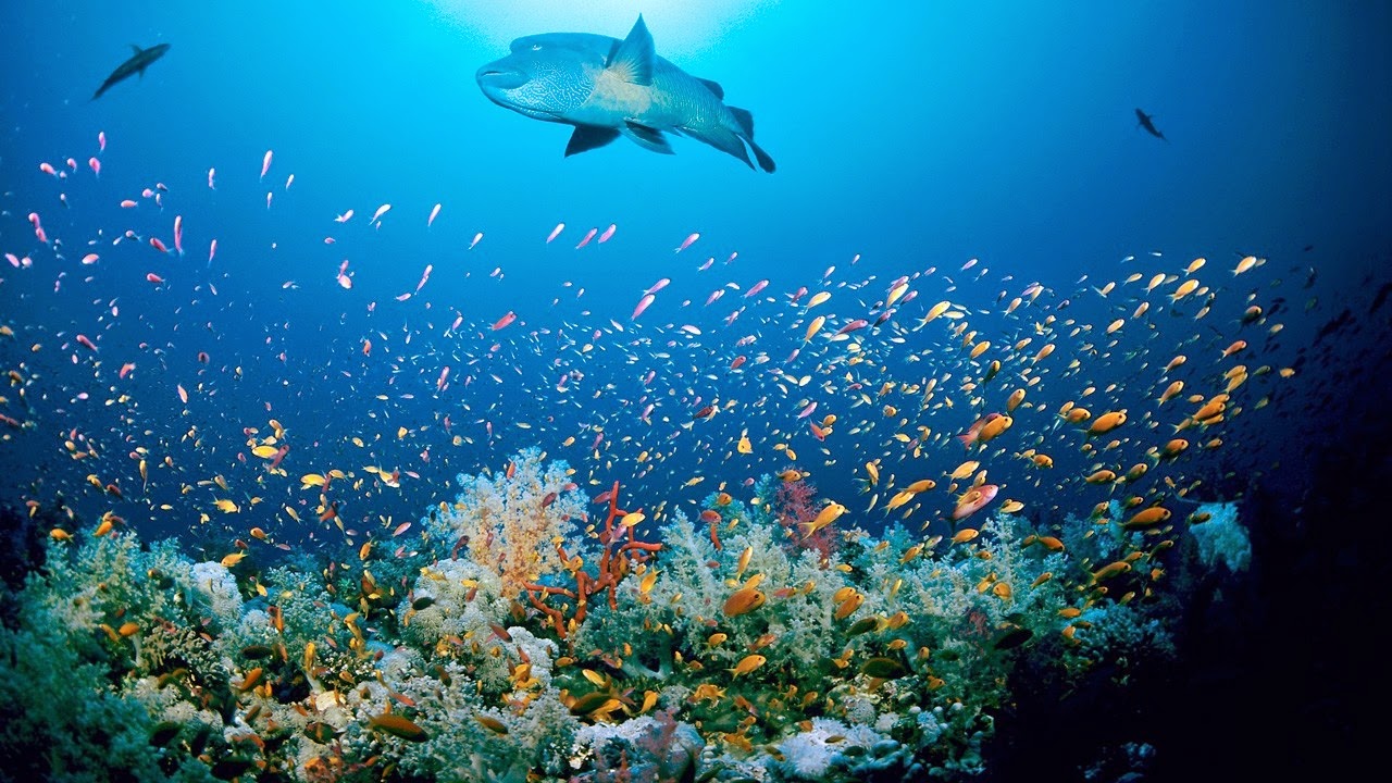 Concerned Climatologist: Kolabujúce oceány