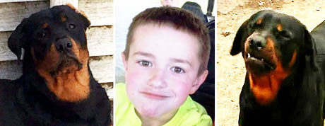 Four legged friends (and enemies): New York: Boy attacked by two ...