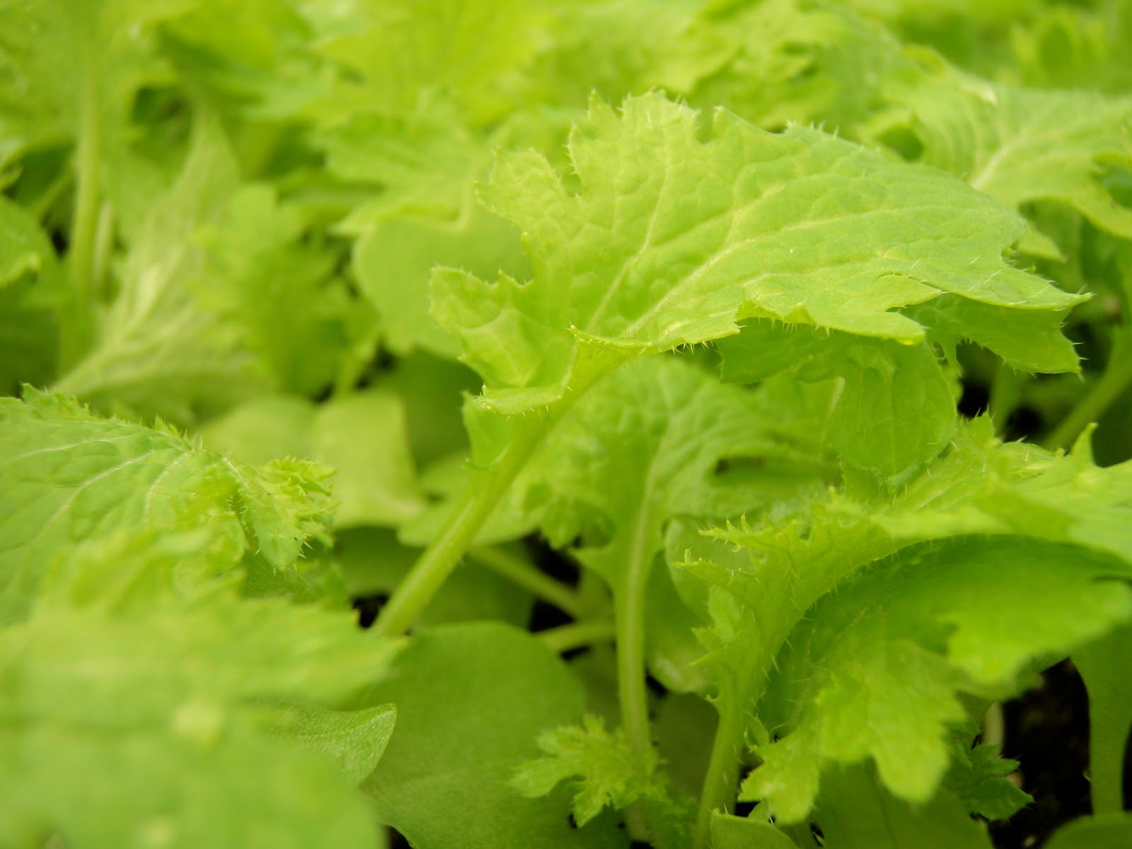 wintergreens: Wasabina