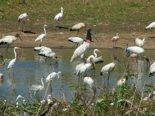 Orinoco Padre Rio: Orgullo de mi Estirpe: las criollas más famosas Alma ...