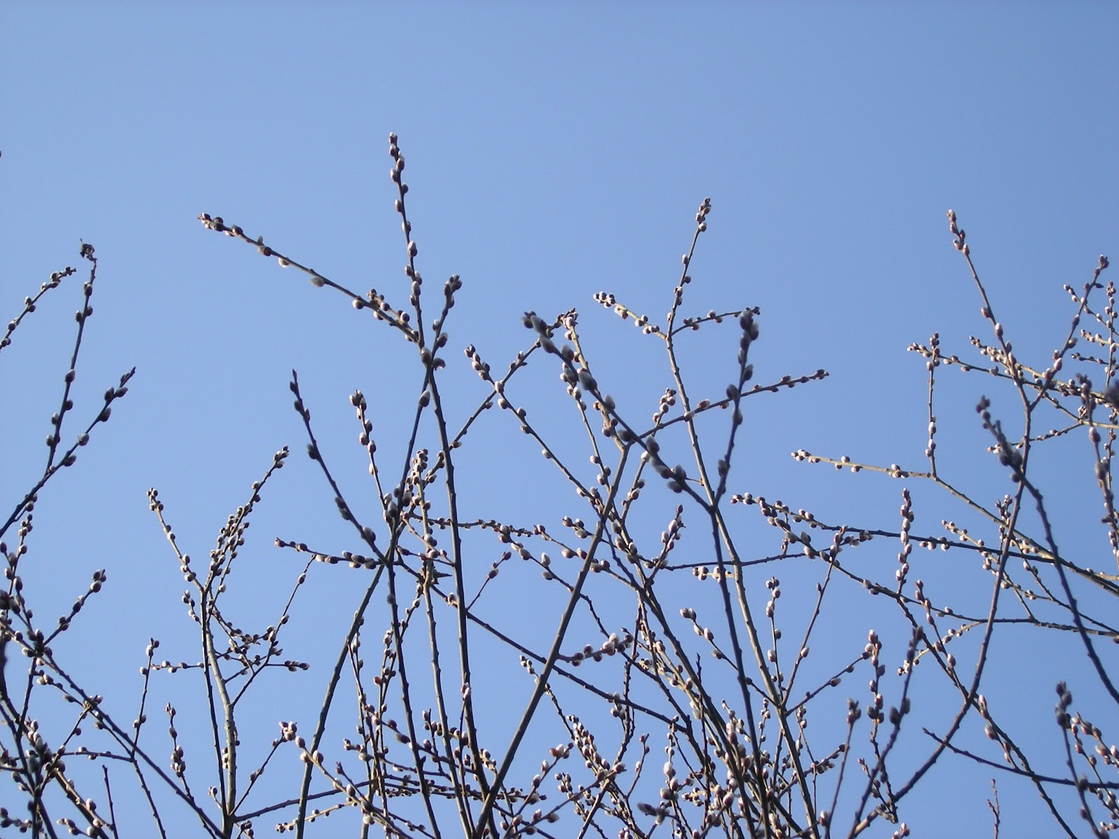 Dědečkova zahrada: Kočičky