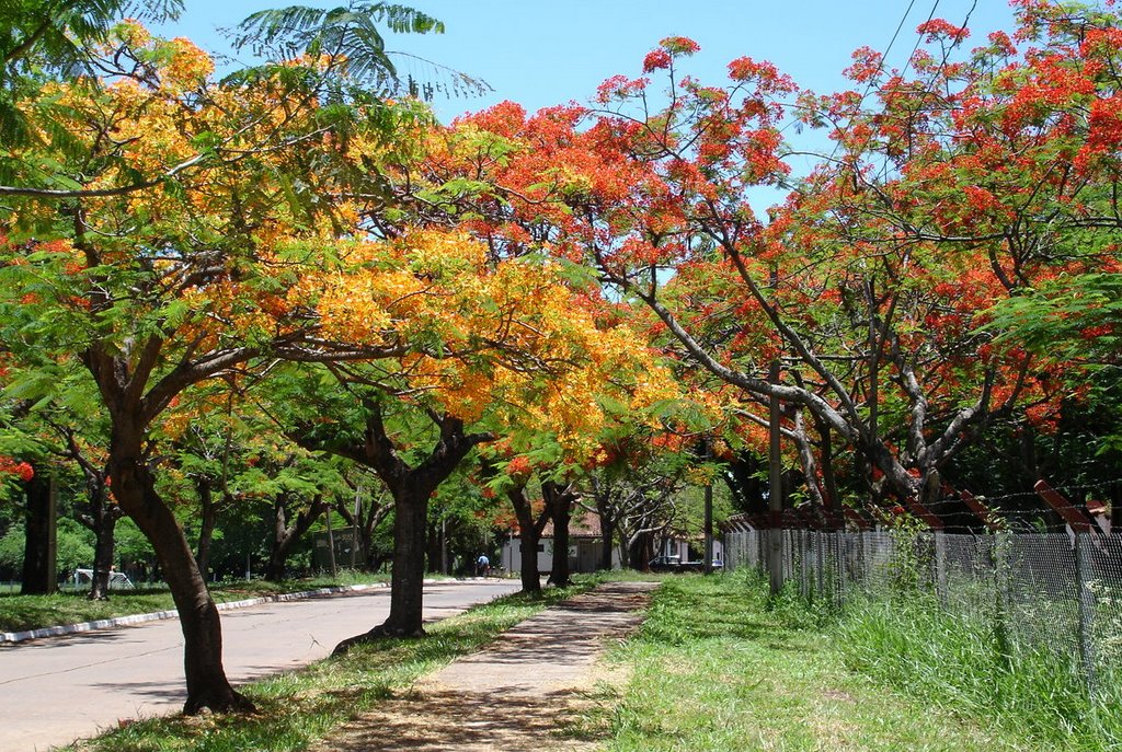 Cultura Guaraní: El Chivato