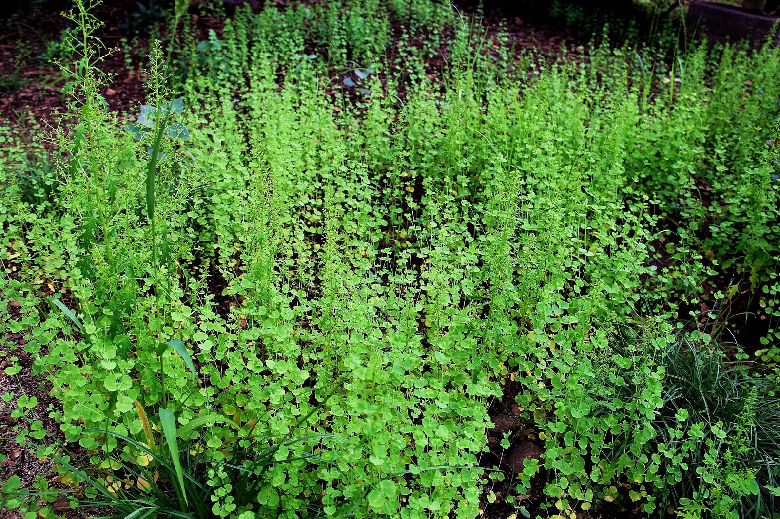 Simplicity Itself Photography: Summer Photography In Prescott