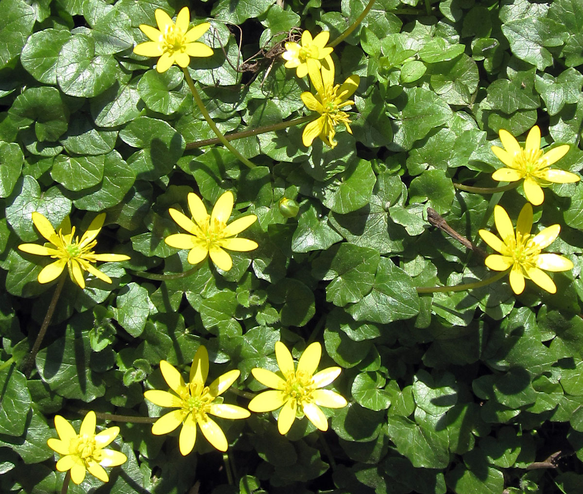 Lesser Celandine | Naturally