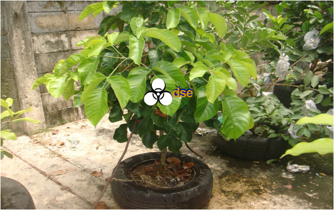 tire around the base of this tree?