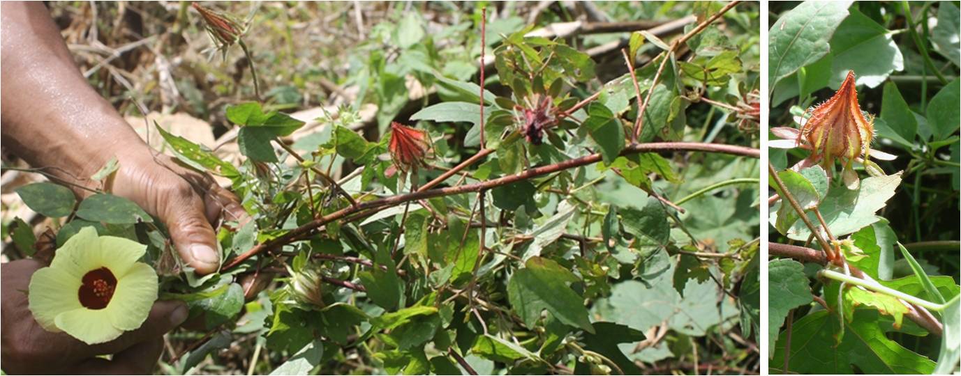 Indigenous Vegetables at a Glance