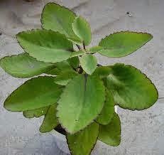 අක්කපාන [Akkapana]