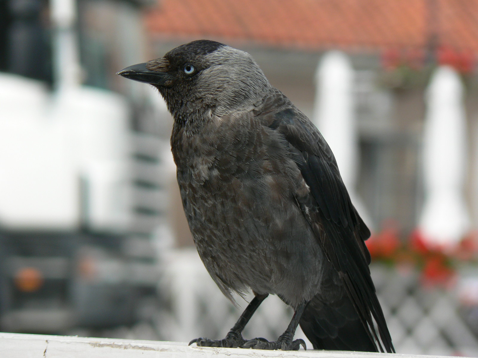 Kriuxu kiixud: Kevad südames: linnud