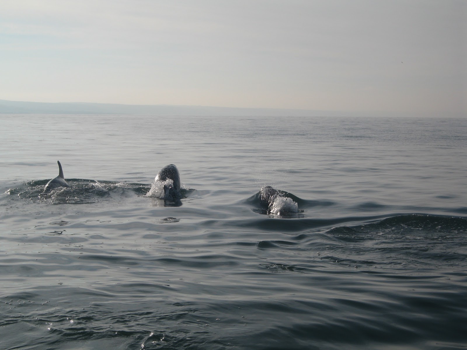 Whales in Wales: Winter Bottlenose Dolphins....everywhere (4kms South ...