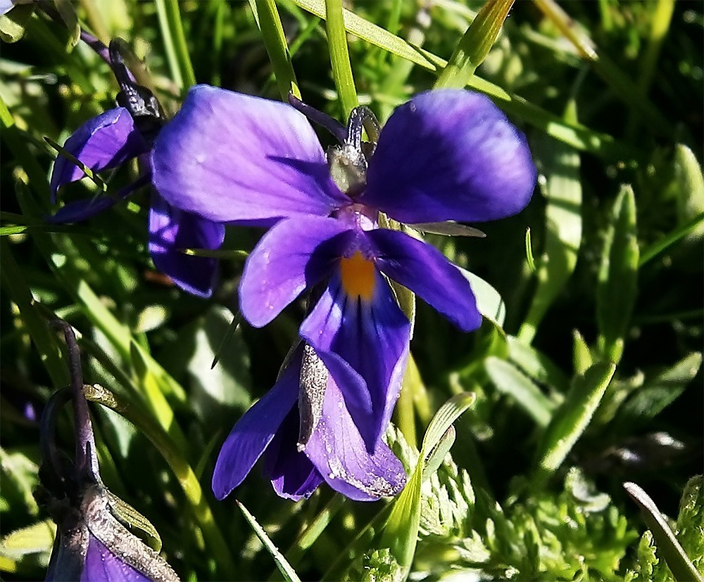 Flora de la Montaña Palentina (1ª parte)