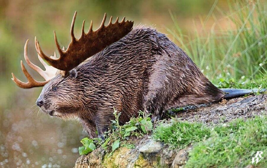 Design Stack: A Blog about Art, Design and Architecture: Sweet Animals ...