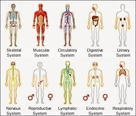 Biology is a Blast: BIOLOGICAL SYSTEMS