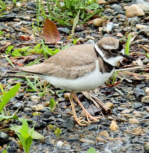 Long-billed plover images | Birds of India | Bird World