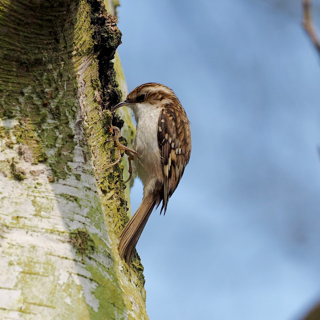 Roy's Nature Logbook: More Treecreeper