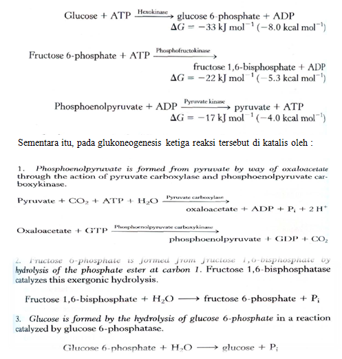 Glukoneogenesis ? proses ini nih yang paling berperan saat kita berpuasa