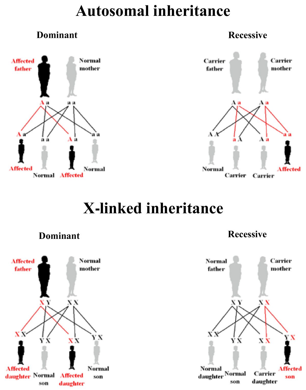 Genetics and Beyond: Inbreeding