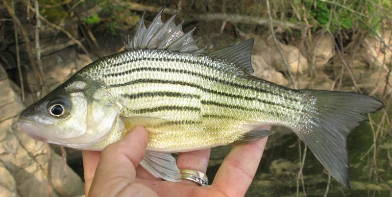 Yellow Bass - Fishes World - HD Images & Free Photos