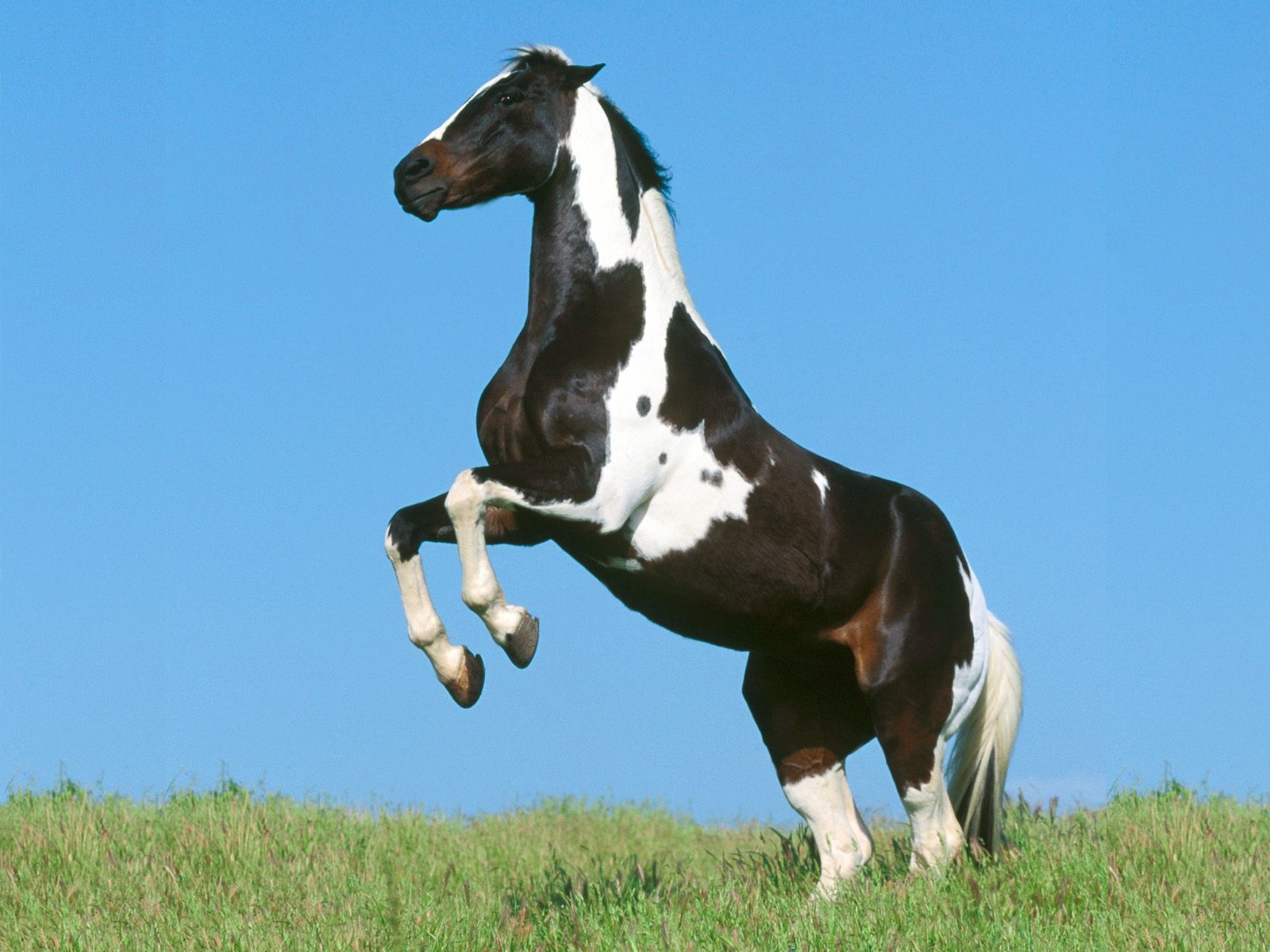 Caballo relinchando - Imagui