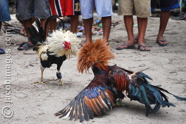 Sairah C. Padernal III-1: Sa Pula, Sa Puti