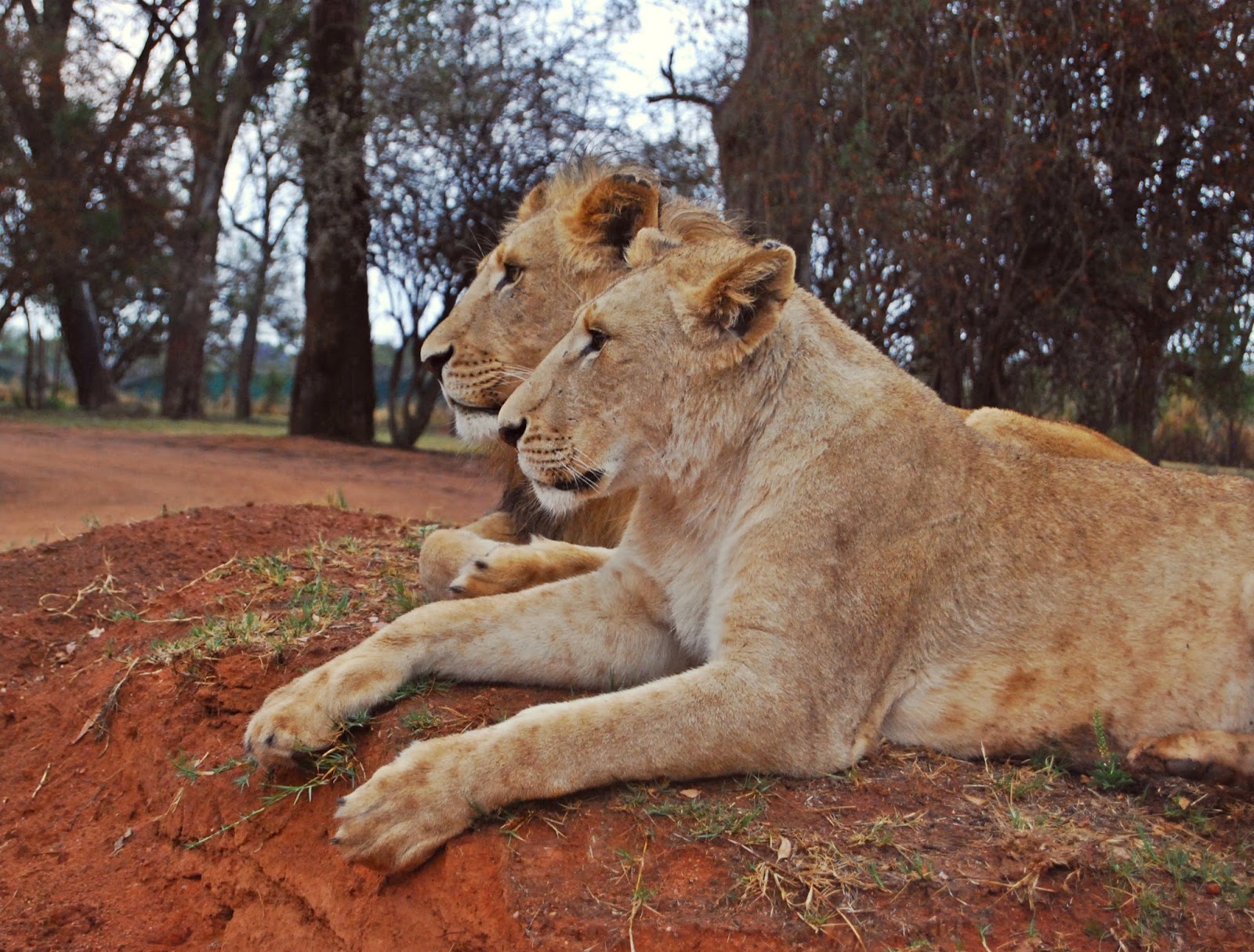 Idda van Munster: Lion Park in Johannesburg - South Africa