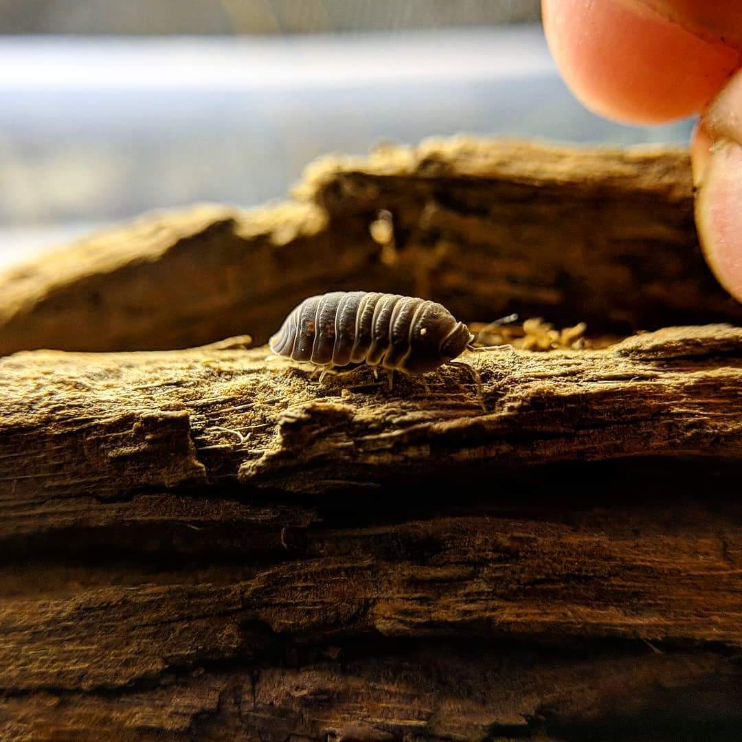 Cycloptic Exotics Availability