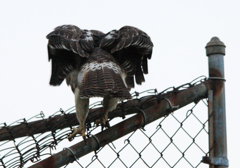 Hawkwatch at the Franklin Institute: Hurricane hawk interlopers and the ...