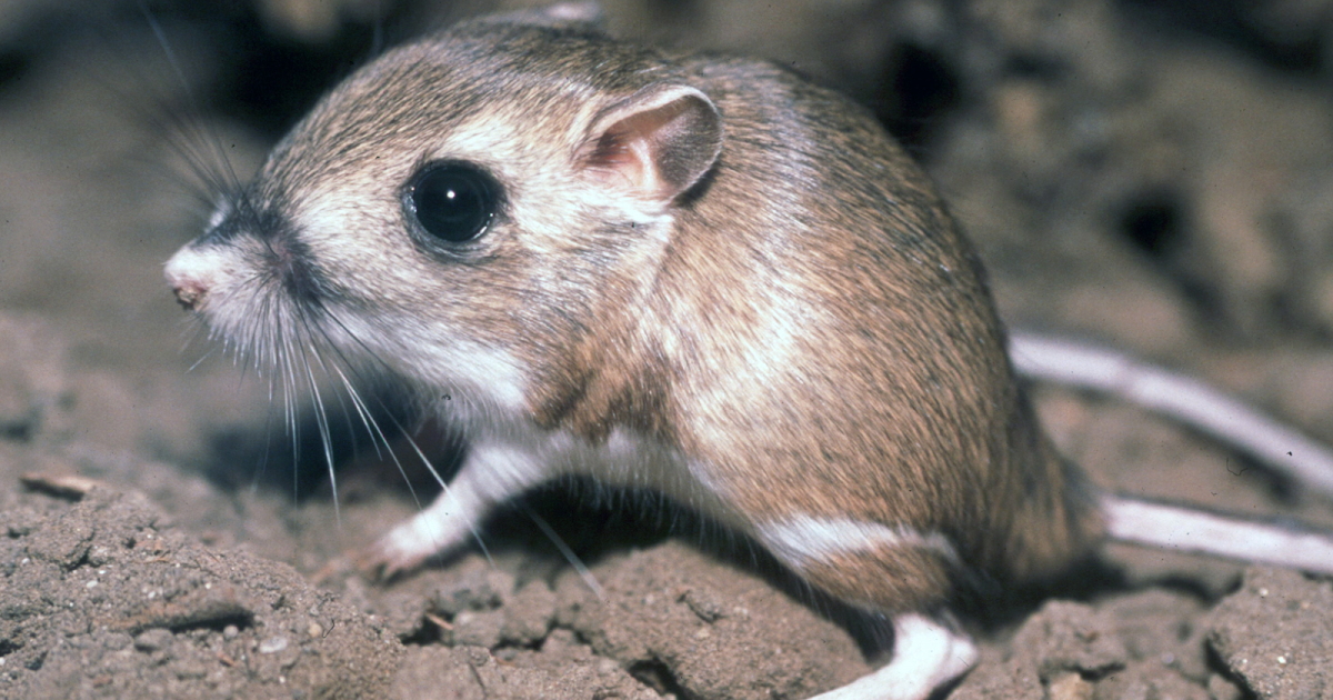 Group 9: Fresno Kangaroo Rat - Jacob Lafarga
