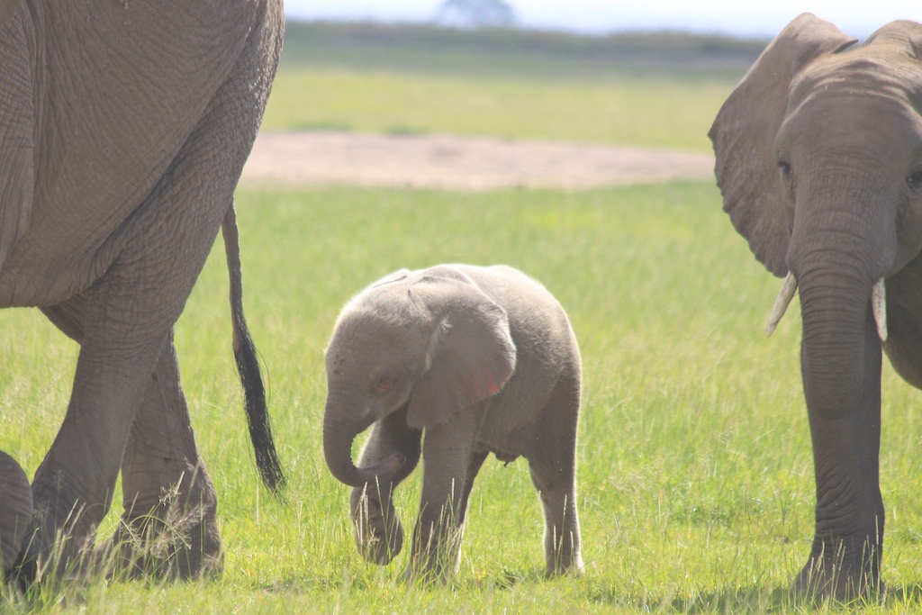 White Wolf : Rare Albino Elephant Born in Africa (Video)