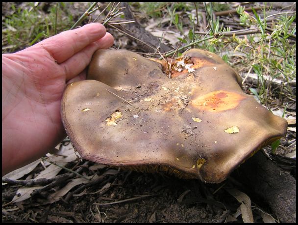 Australian Fungi - A Blog: #51 Phylloporus rhodoxanthus