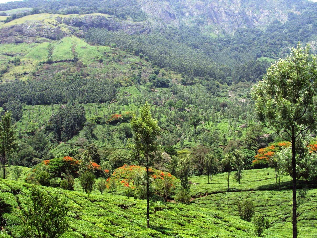 Tamilnadu Tourism: Manjolai Tea Estate, Manjolai Hills