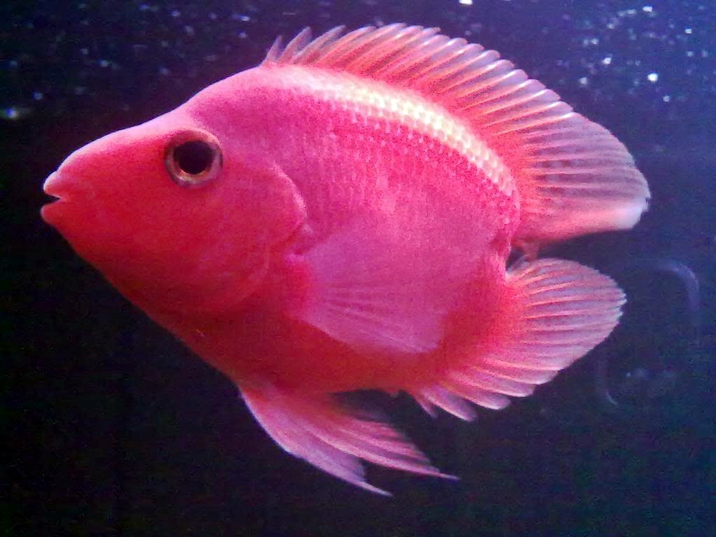 Ikan Red Parrot - Akuarium Ikan Hias