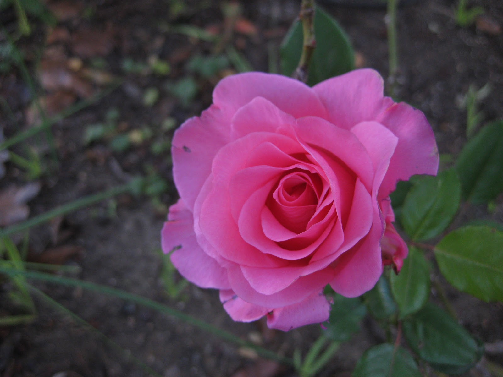 Growing A Garden In Davis: The Old Faithfuls Bloom On