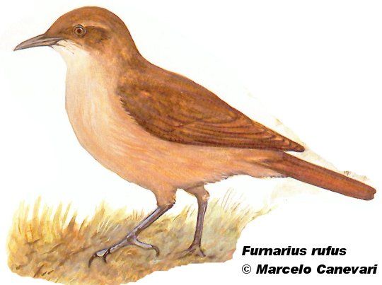 Argentina nativa: Hornero común (Furnarius rufus)