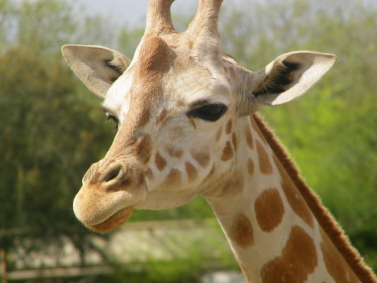 82 Outstanding Giraffe HD Wallpapers, Images Free Download