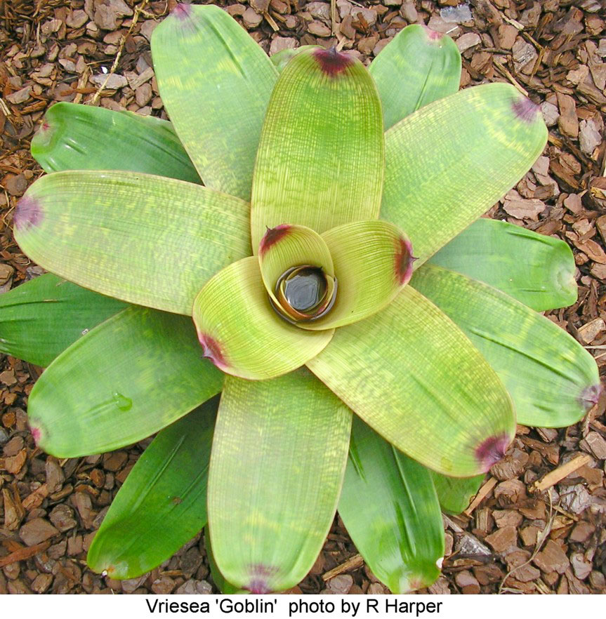 ATLAS DE PLANTAS EXÓTICAS CULTIVADAS EM PORTUGAL II: Vriesea platynema ...