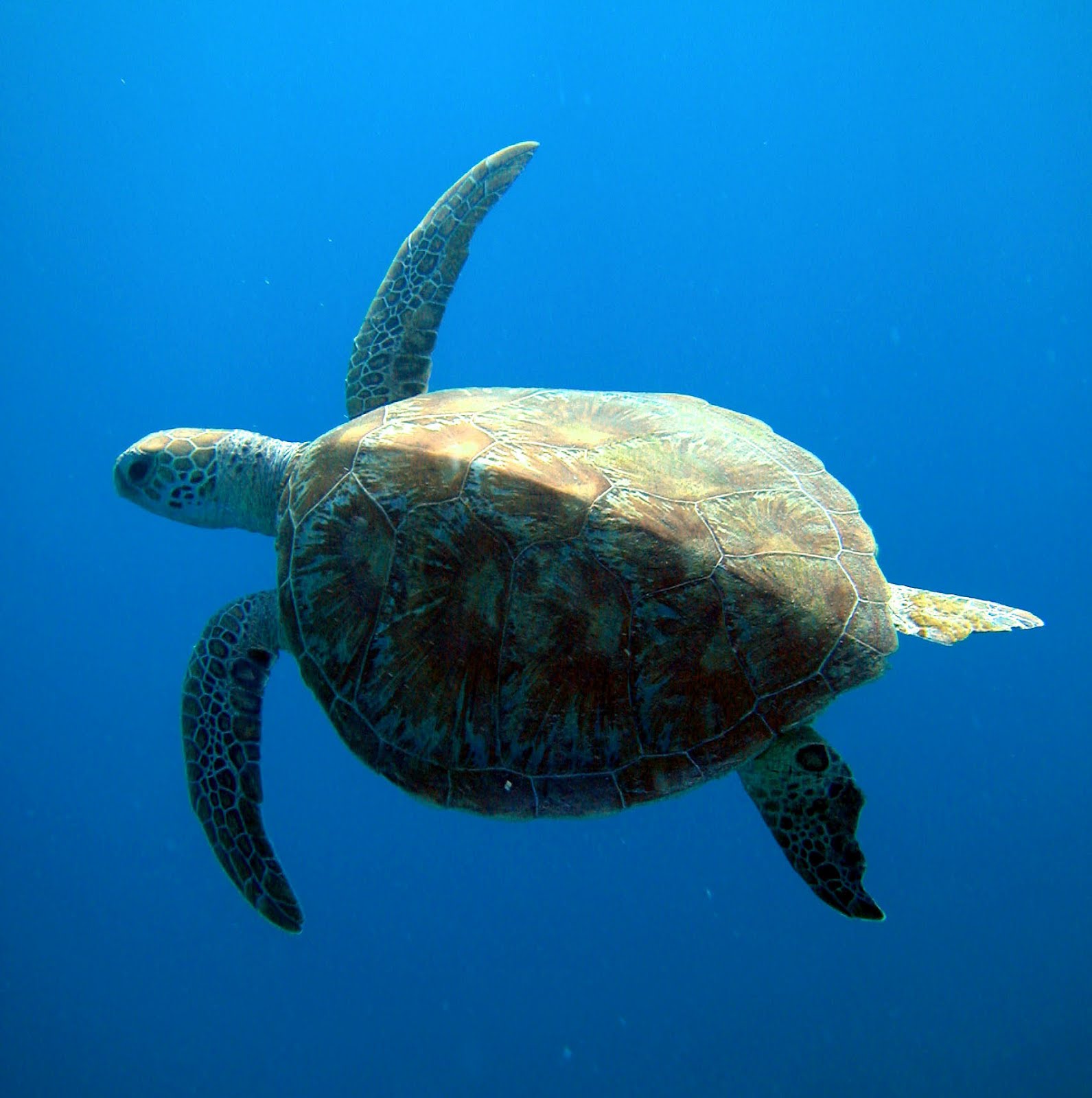 SEA TURTLES & M.C. ESCHER TURTLES