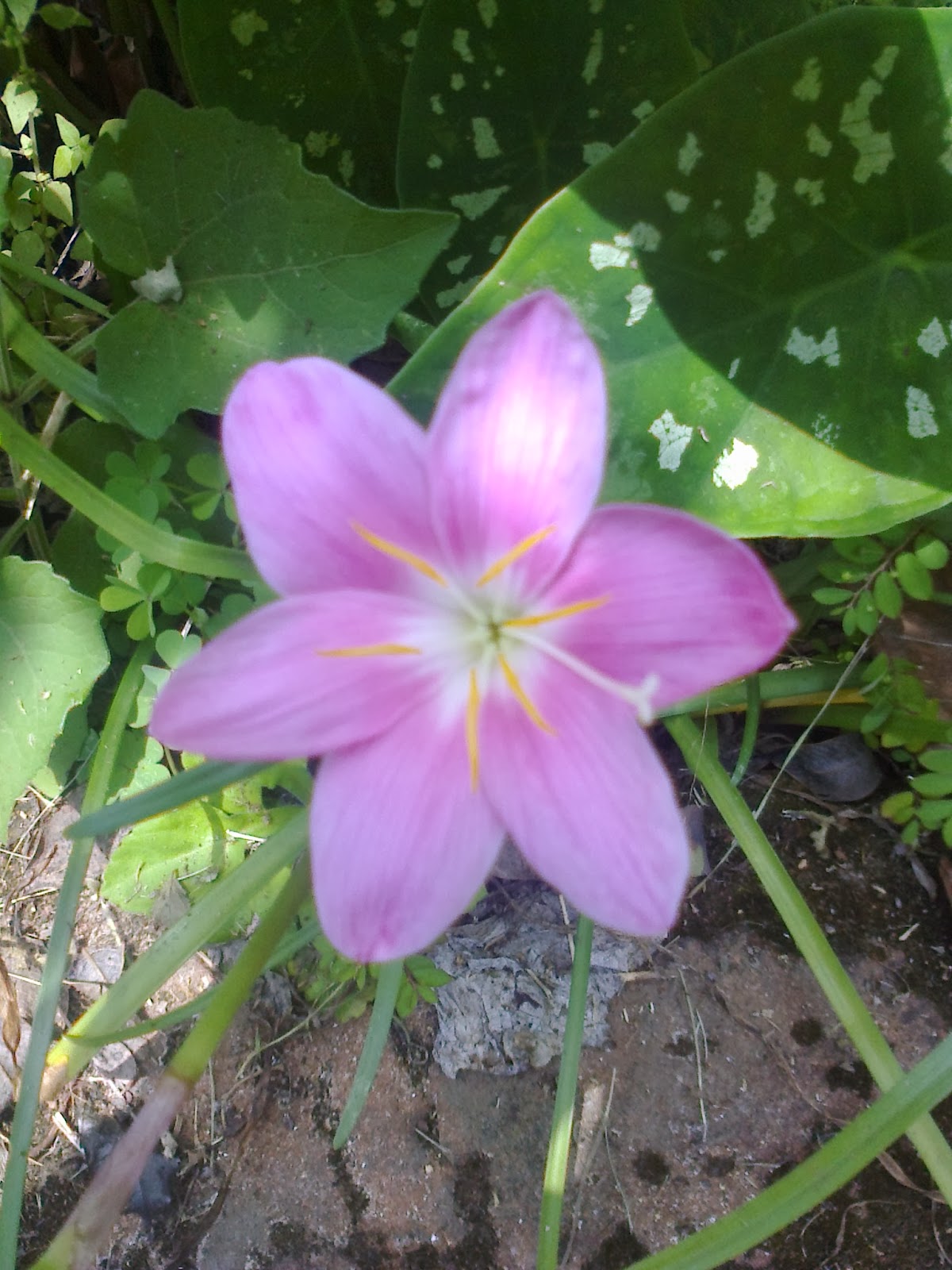 ¡ROHAYHU PARAGUAY!: Flora del Paraguay I