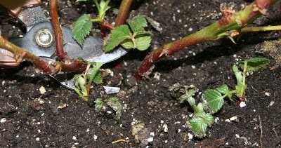 Container Blackberries: Pruning thornless blackberries in containers