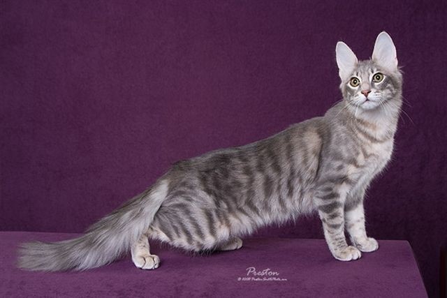 Foto Kucing Anggora Turki yang Menggemaskan | Foto Kucing Terbaru