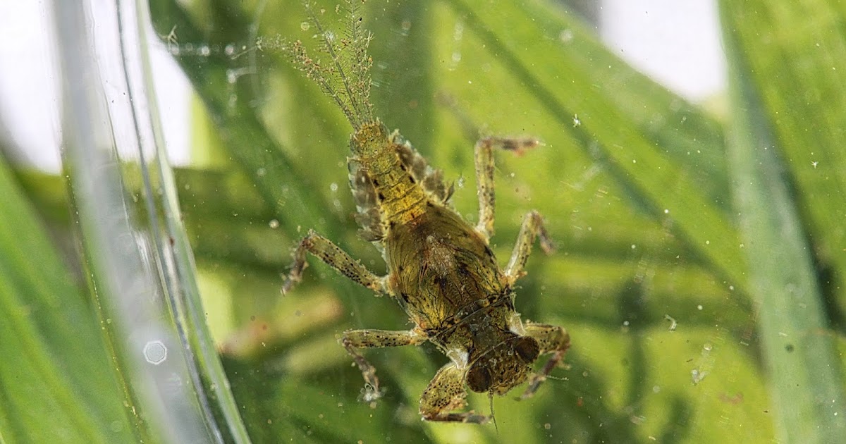 Aquatic Insects of Central Virginia: Nice photos today from Buck Mt. Creek