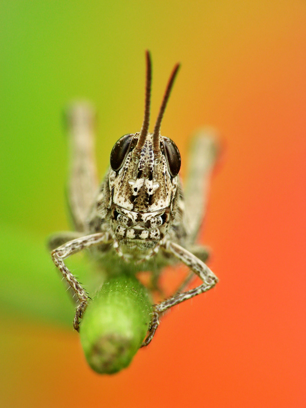 Online Photo Collections: Excellent Micro Photography