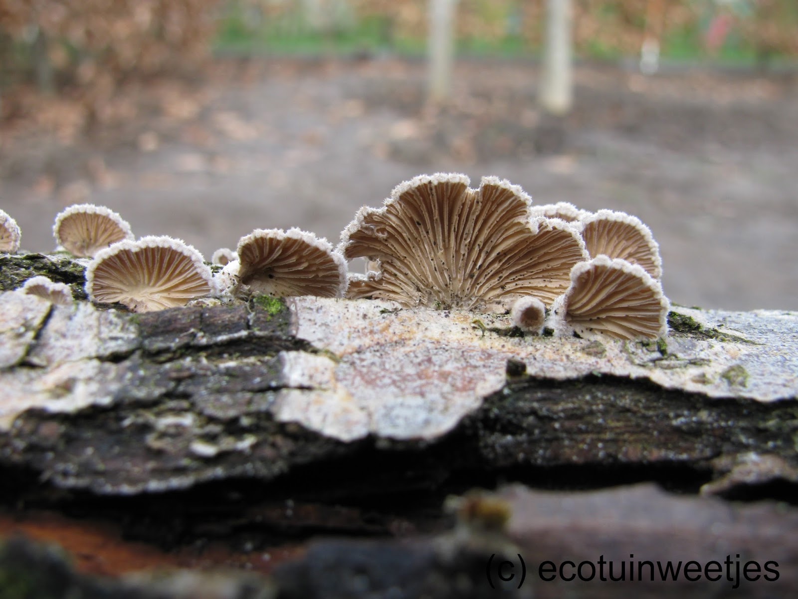 Ecotuinweetjes: Dood hout doet leven