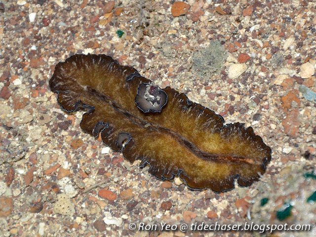 tHE tiDE cHAsER: Flatworms (Phylum Platyhelminthes) of Singapore