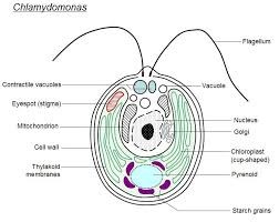 Department of Botany, Girraj Govt. College: Range of Thallus Structure ...