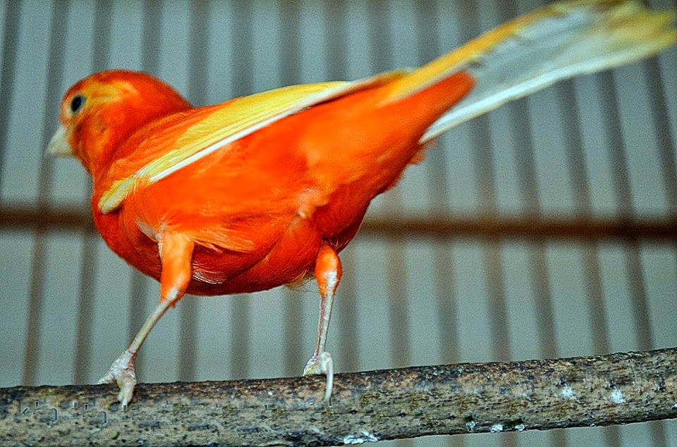 Budidaya Burung: Tips Merawat Kenari Merah
