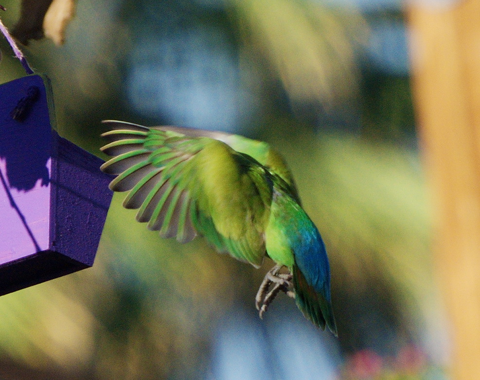 Captured Moments by LissC: Lovebirds in flight